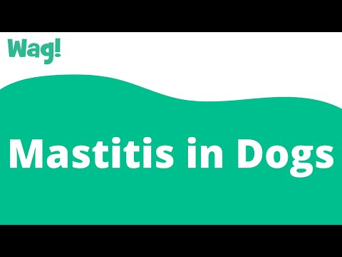 Mastitis in Dogs | Wag!