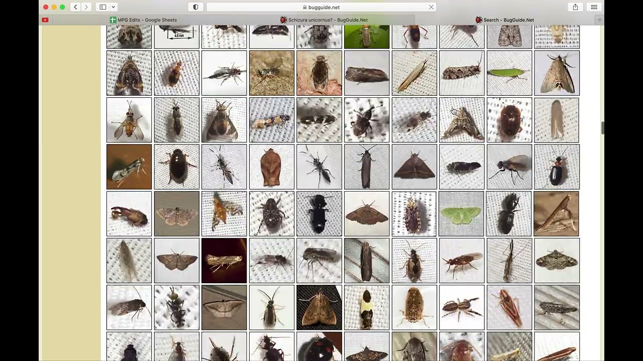 Managing Your Images on BugGuide