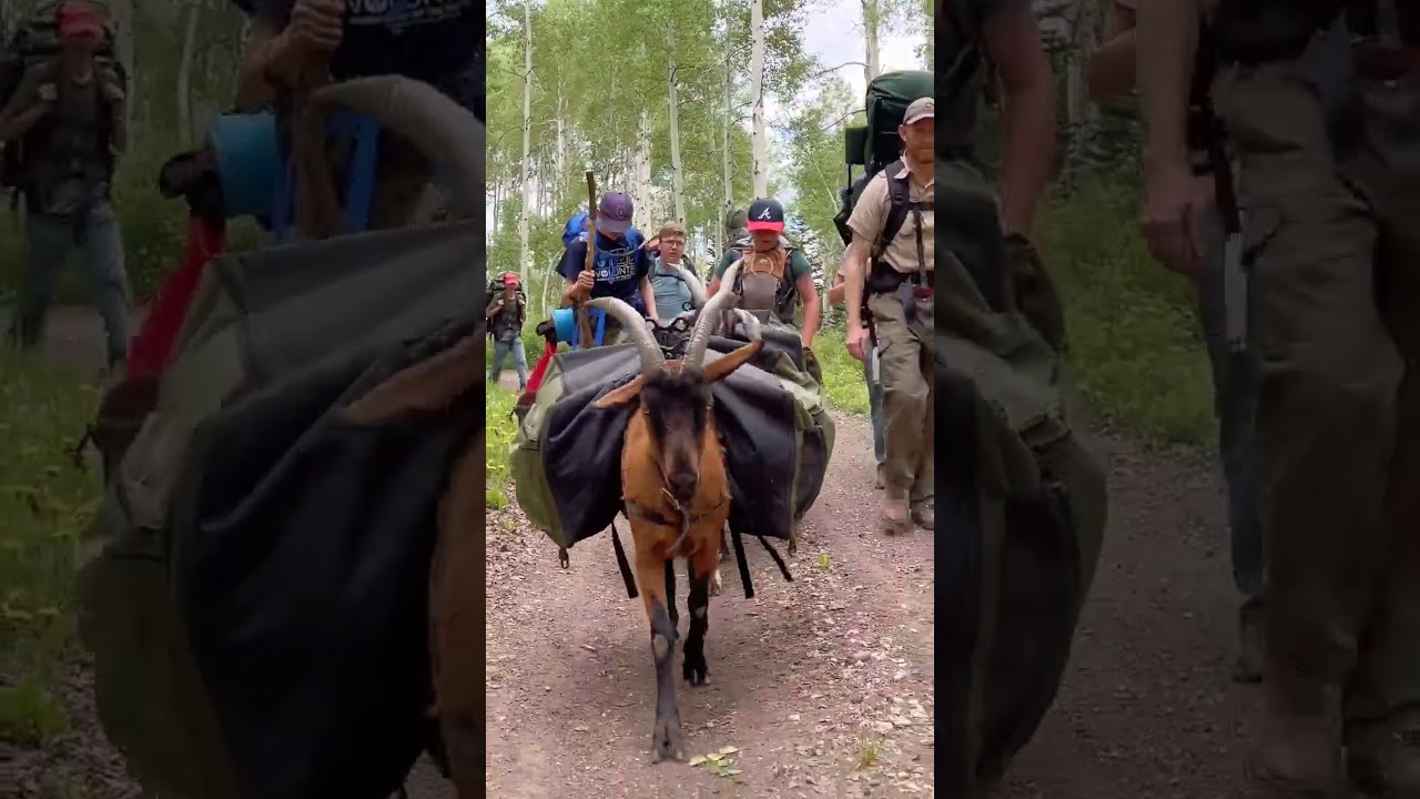 Goats love boy scouts! Camping Firebox Crew! #bushcraft #hiking #backpacking Artlist license h61HS6