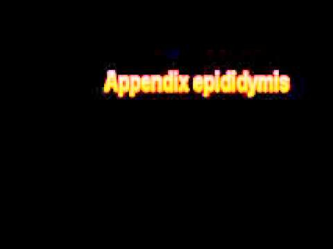 What Is The Definition Of Appendix epididymis Medical Dictionary Free Online