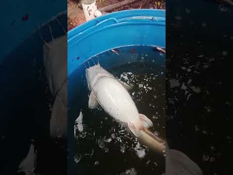 😭😭വലിയ വിഷമം തോന്നിയ നിമിഷം 😭😭😭 Malayalam fishing videos #fish