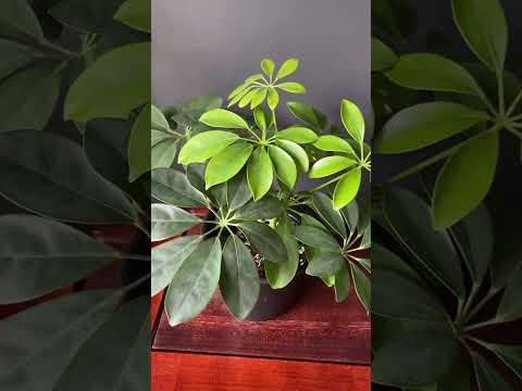 Propagated Schefflera (aka Umbrella plant) 🤗🌱