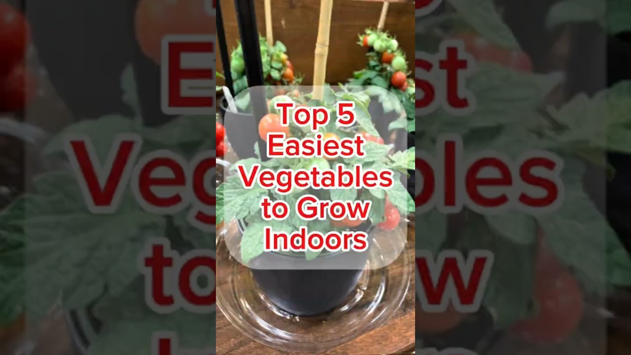 Top 5 Easiest Vegetables to Grow Indoors