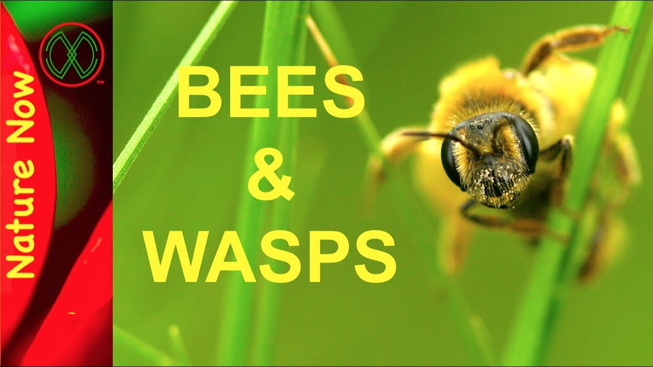 Differences Of Bees and Wasps - Why I love them!