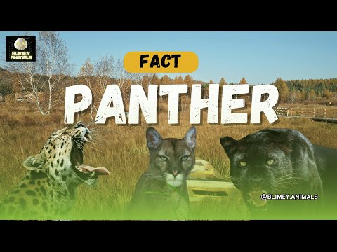 9 Panther Secrets Revealed: Quick DIY Wildlife Facts