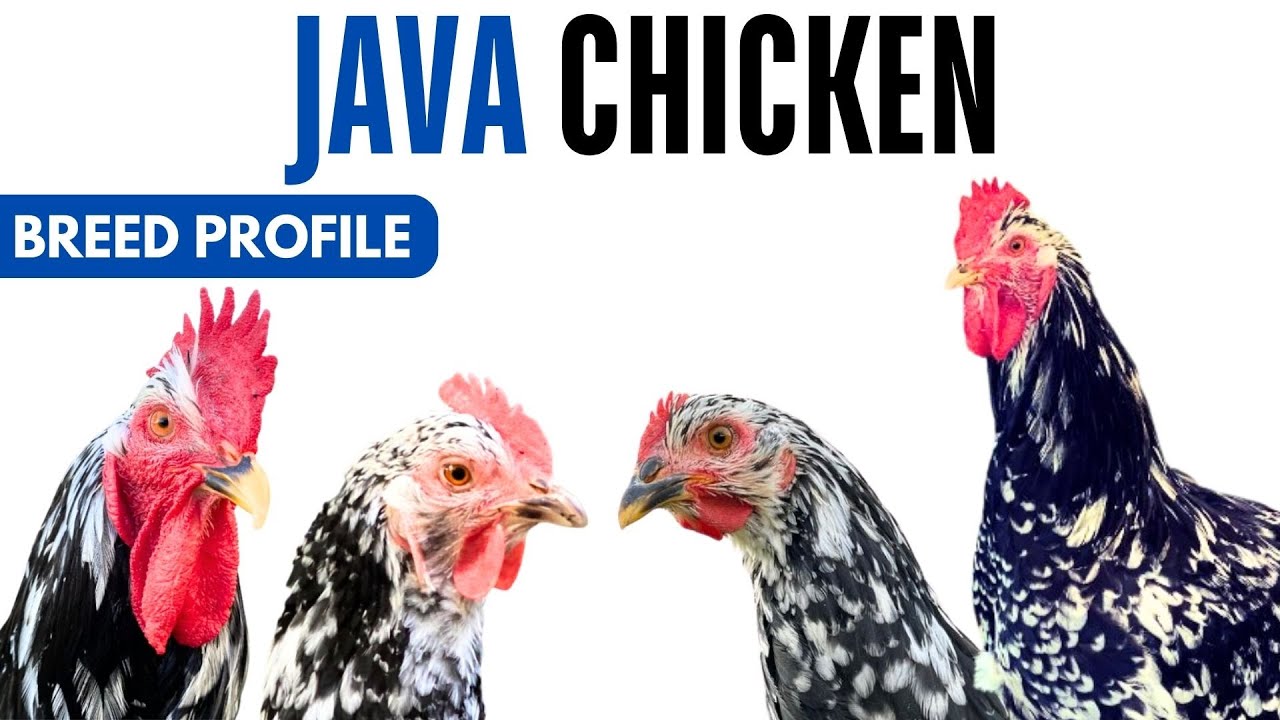 Java Chicken Breed Profile History Health Issues - Java Chicken Egg Ratio Lifespan