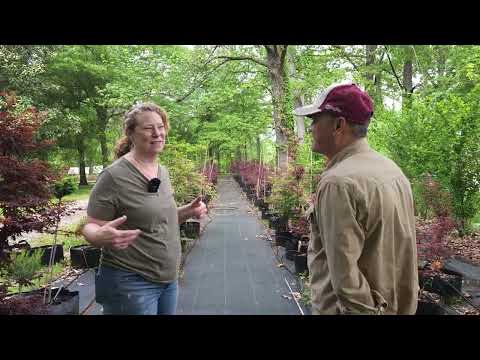 How many different types of Japanese Maples in Millington, TN. (Có nhiều loại cây phong lá đỏ ở.TN.)