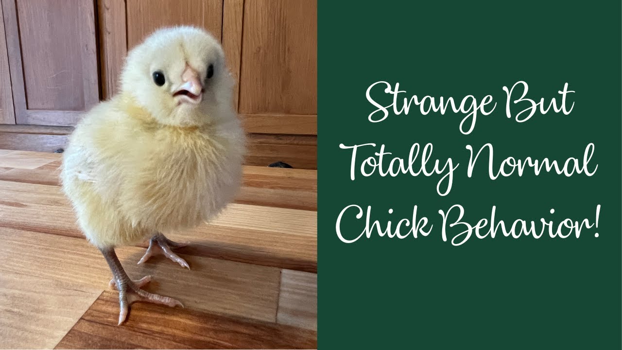 Strange But Totally Normal Chick Behavior!