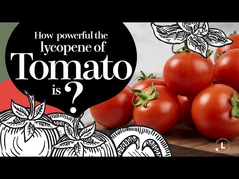 How powerful the Lycopene of tomato is ? "How much should we consume tomato everyday?