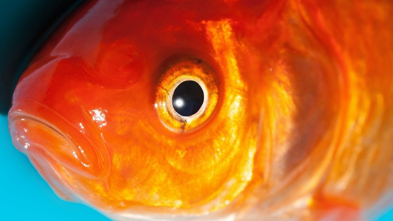 Goldfish Facts: NOT always GOLD | Animal Fact Files