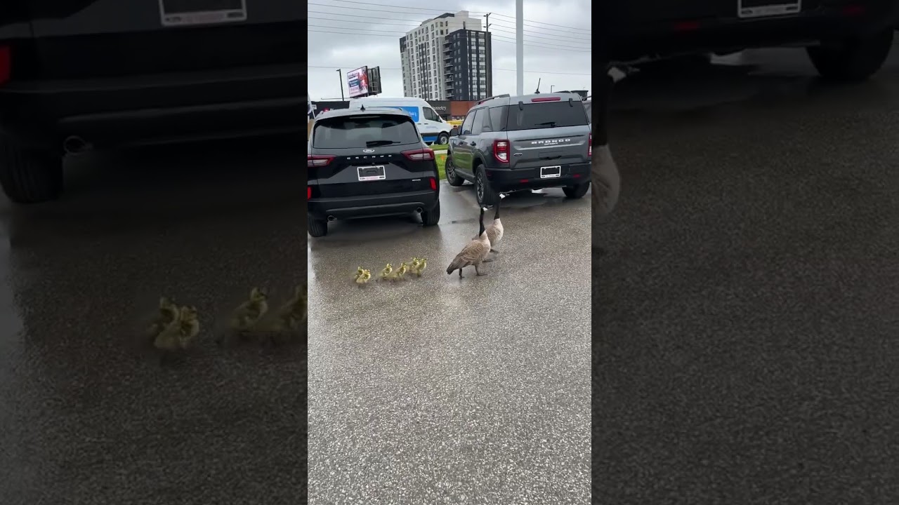 Tire quackers…