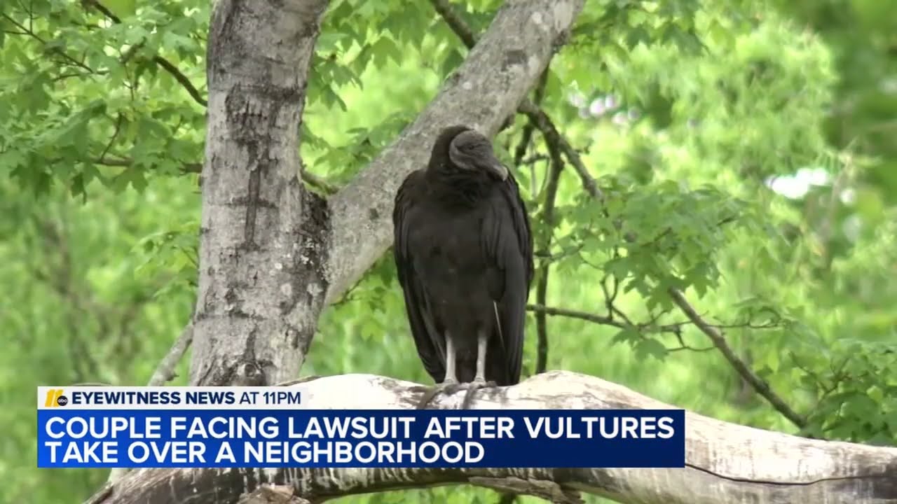 Vulture swarms in NC neighborhood escalates to town lawsuit