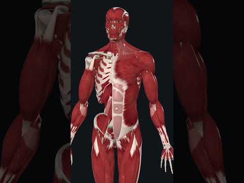 Les bases pour comprendre l’anatomie des muscles 👍
