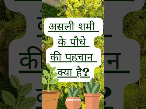 असली शमी के पौधे को पहचानने का सबसे आसान तरीका #शमी #shortsfeed #youtubeshorts #shami #realvsfake