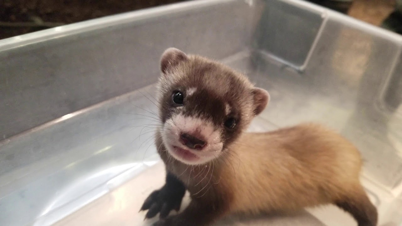 Smithsonian Black-Footed Ferret Kit Chatter