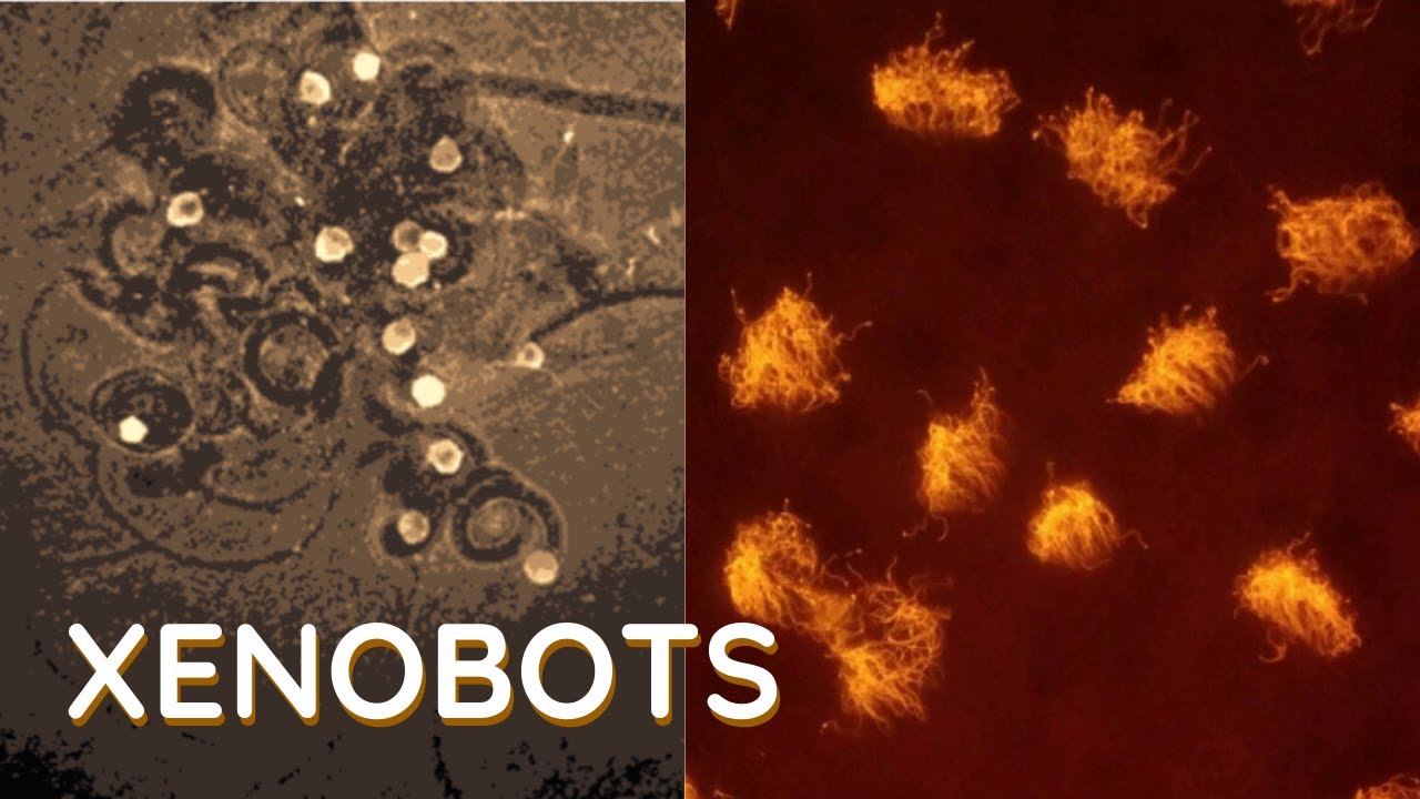 Xenobots “Living Machines” Made from Frog Skin Cells