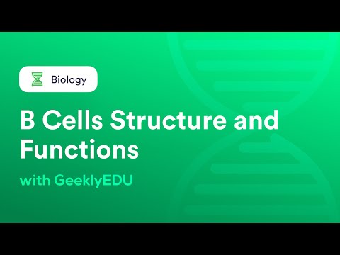 #GeeklyHub B Cells Structure and Functions | T Cells