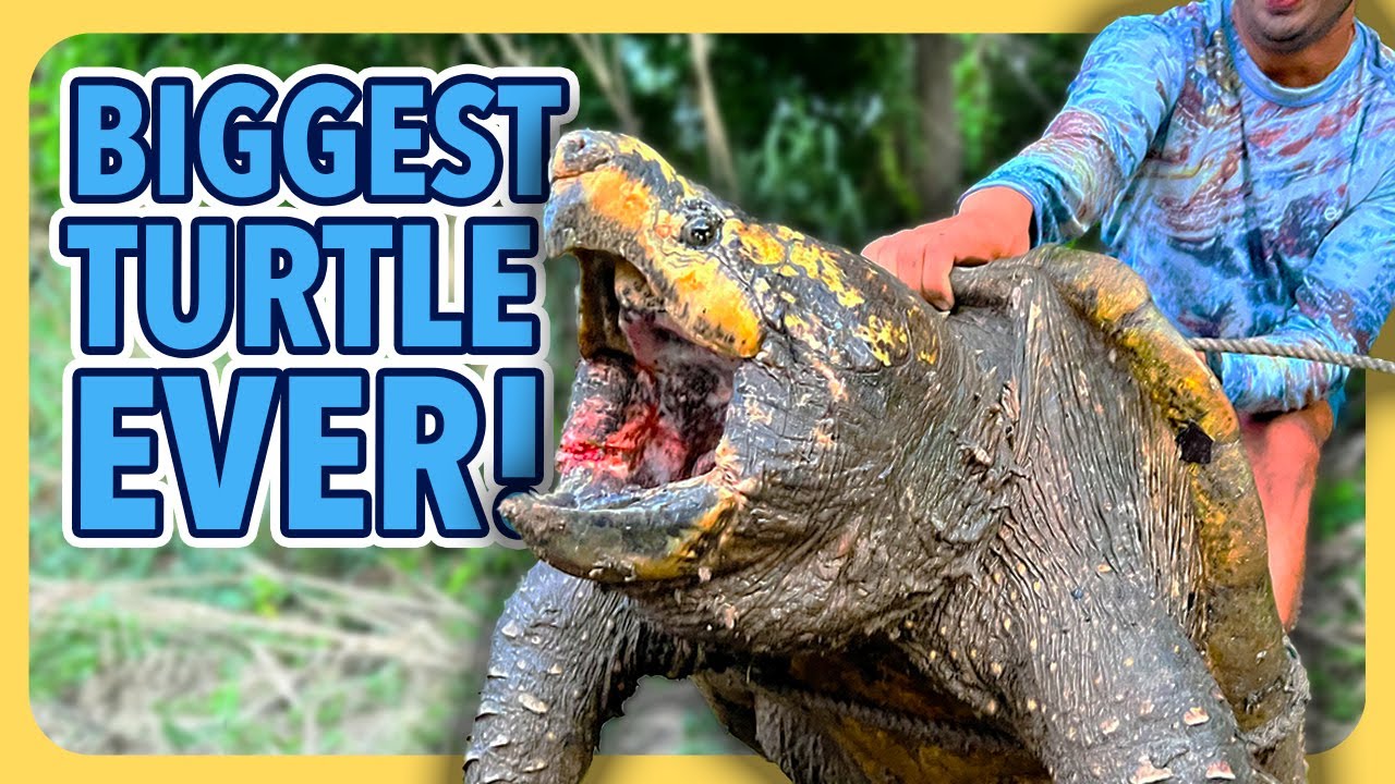 Meet the MONSTER Alligator Snapping Turtle That Will Leave You Speechless!