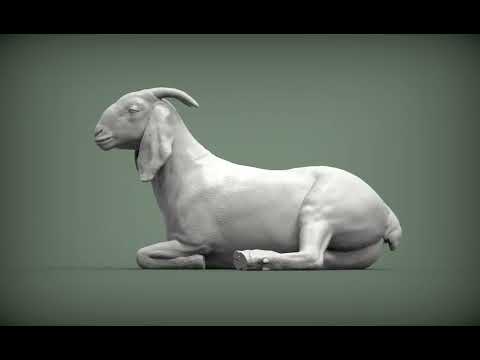 ♀️ Boer Goats female lies 3D printed model・ STL File for 3D printing・Cults