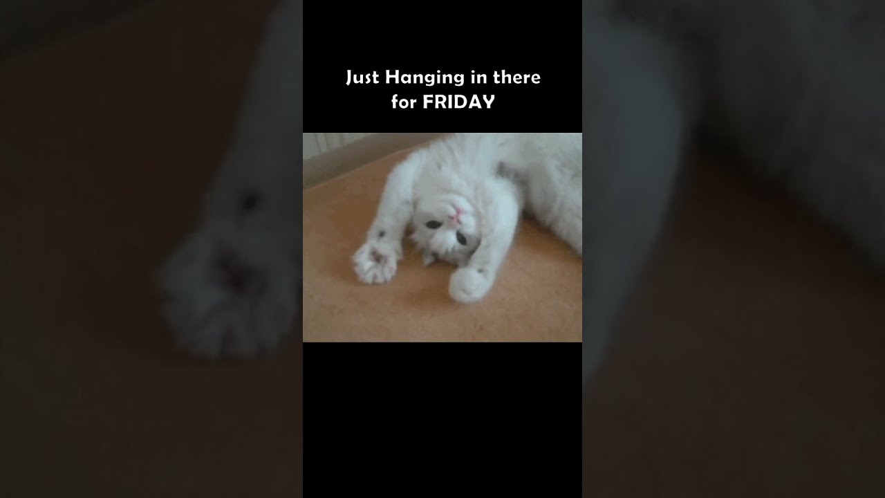 🙃 Just Hanging in there for Friday 😂 funny cat memes #shorts #trending #viralmemes #foryou
