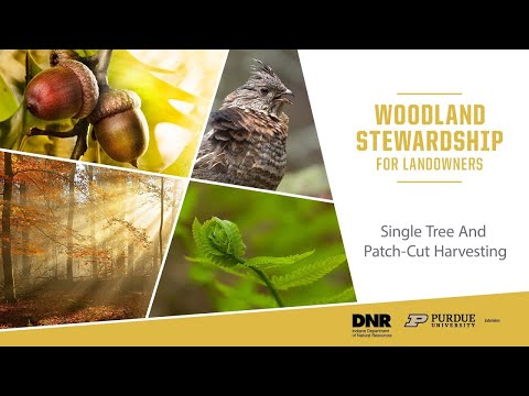 Woodland Stewardship for Landowners: Single Tree And Patch-Cut Harvesting