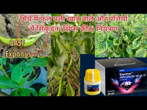 BASF Insecticides - Latest Price, Dealers & Retailers in India