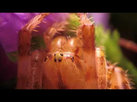 Araneus diadematus