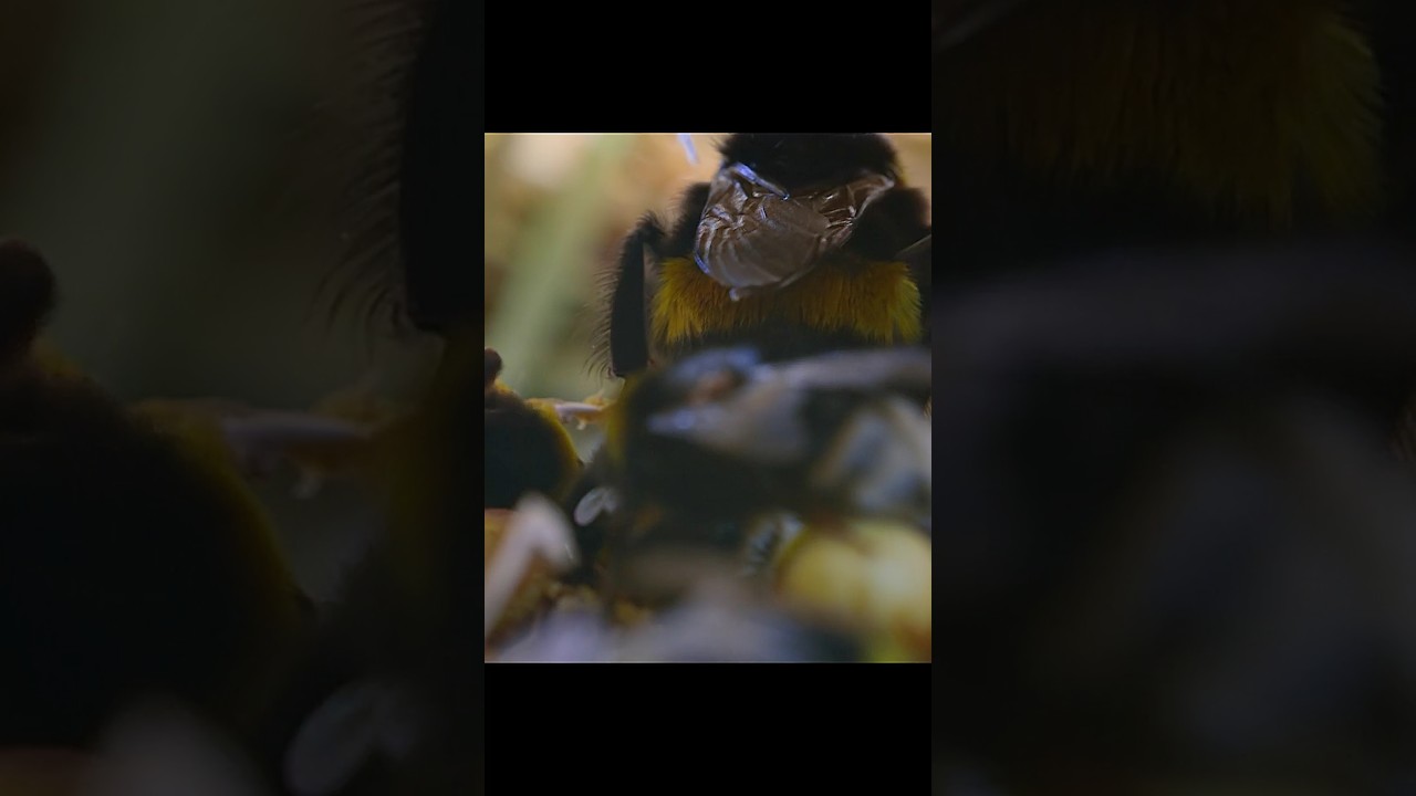 The Queen Bee's Royal Mission #video #wildlife #animals #shorts