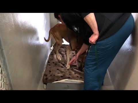 Smitty getting Kuranda bed