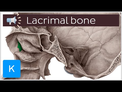 Lacrimal bone | Anatomical Terms Pronunciation by Kenhub