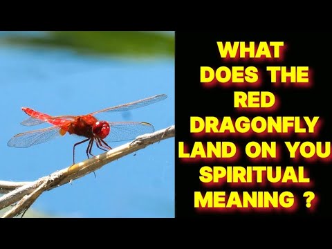 WHAT DOES THE RED DRAGONFLY LAND ON YOU SPIRITUAL MEANING ?