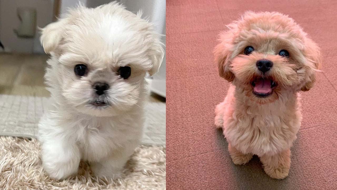Cutest Peekapoo Puppies Compilation