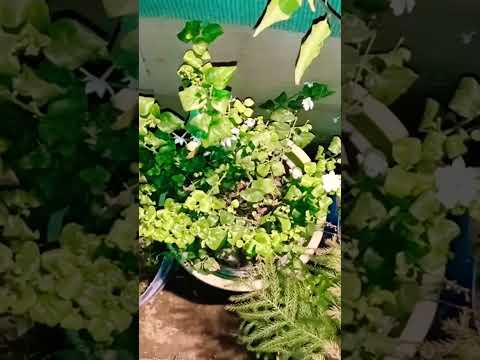 Beautiful juhi Jasmine plant with jafri marigold#beautiful #jasmine#juhi #marigold #flowers #shorts