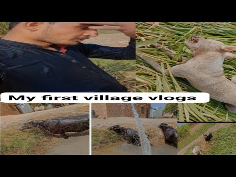 My first vlogs/village life vlogs/kasan life in village/village life