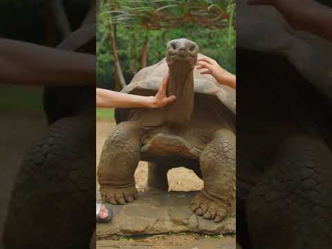 Galápagos Island,archipelago in Pacific Ocean, Ecuador. #nature#naturalwonders #shots#youtubeshorts