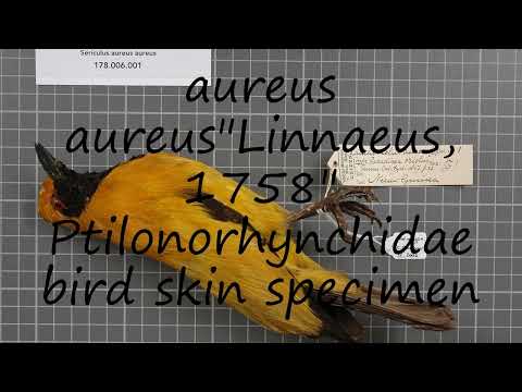 How to pronounce aureus aureus"Linnaeus, 1758" Ptilonorhynchidae bird skin specimen in English?