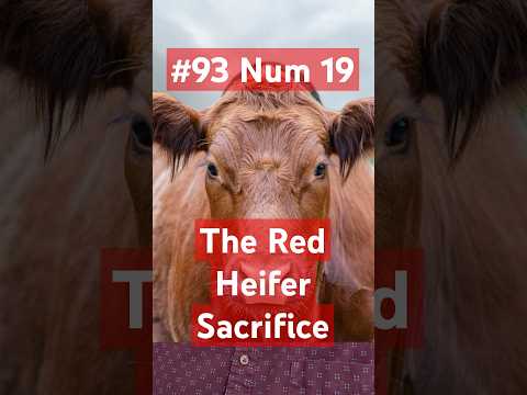 #93 The Red Heifer Sacrifice