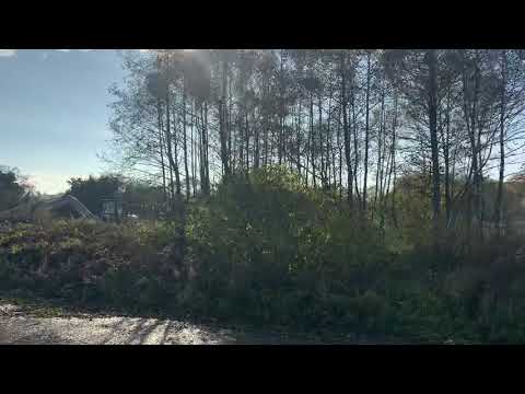Removing Large Trees with Takeuchi TB2150R and OMEF Tree Shears | Efficient Land Clearing