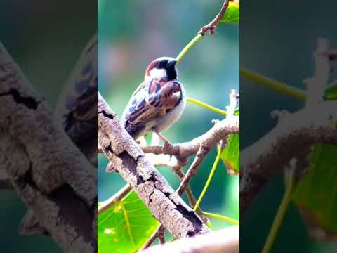 Benefits of Peepal Tree Part 3 #plandfarm #tree #organicfarming #shorts