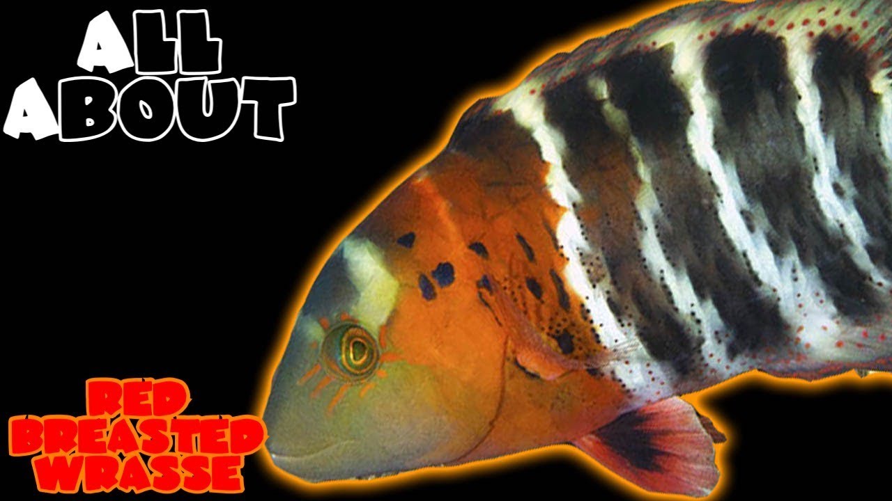 All About The Red-Breasted Wrasse