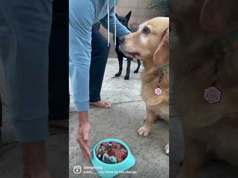 What Does HOME Mean to You? Raw-Fed DOG Version