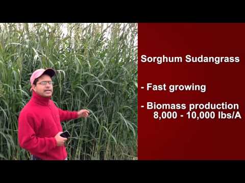 Sudan Grass - Wholesale Price & Mandi Rate for Sudan Grass