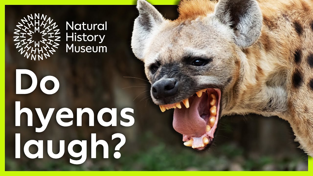 Do hyenas laugh? | Surprising Science