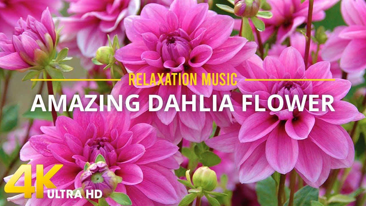 Dahlia Flowers 4K HDR - Dahlia Flowers Bloom with Relaxing Piano Music for Reduce Stress
