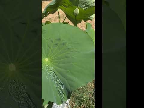 The lotus flowers are in full bloom~一池荷香,夏日正盛#ranchlife #relaxing #莲花#种植