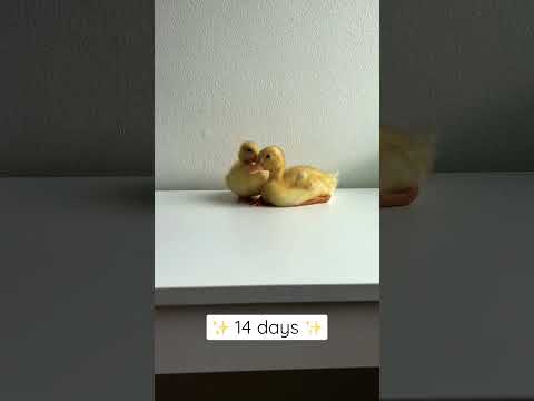 How fast do baby ducks grow? #shorts #growingup #raisingducks