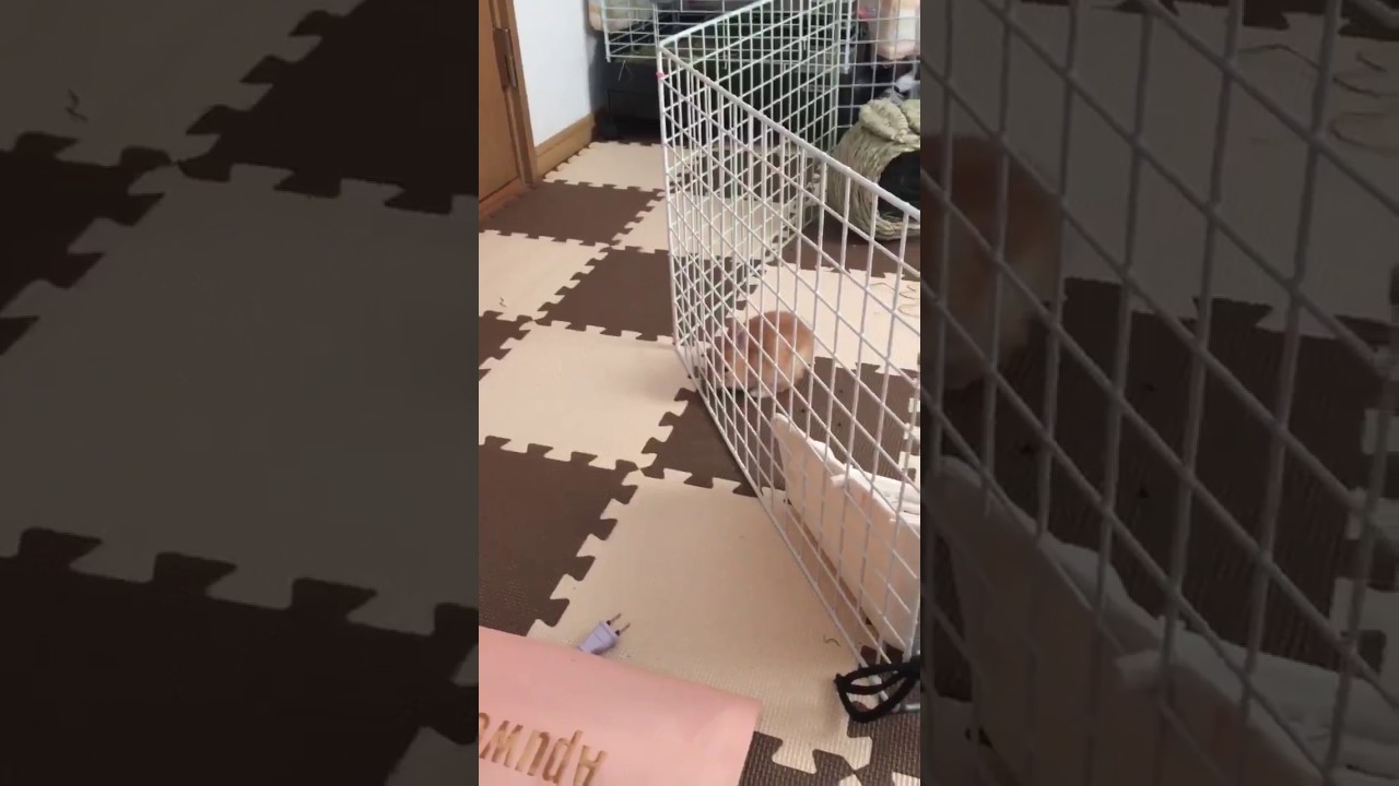 Bunny Escapes Gate