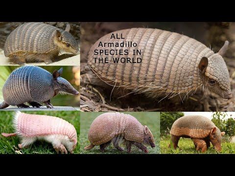 All Armadillo species in the World types of armadillo list of armadilo species