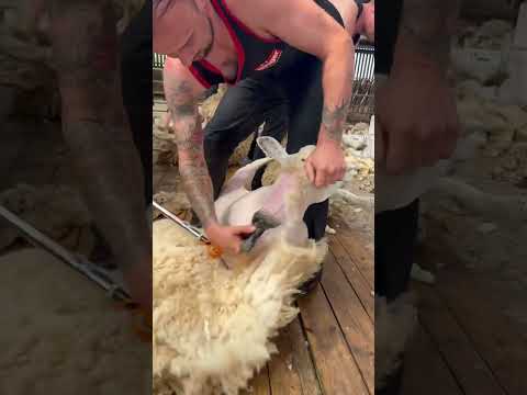 Advanced sheep shearing course #heiniger #sheep #shearing