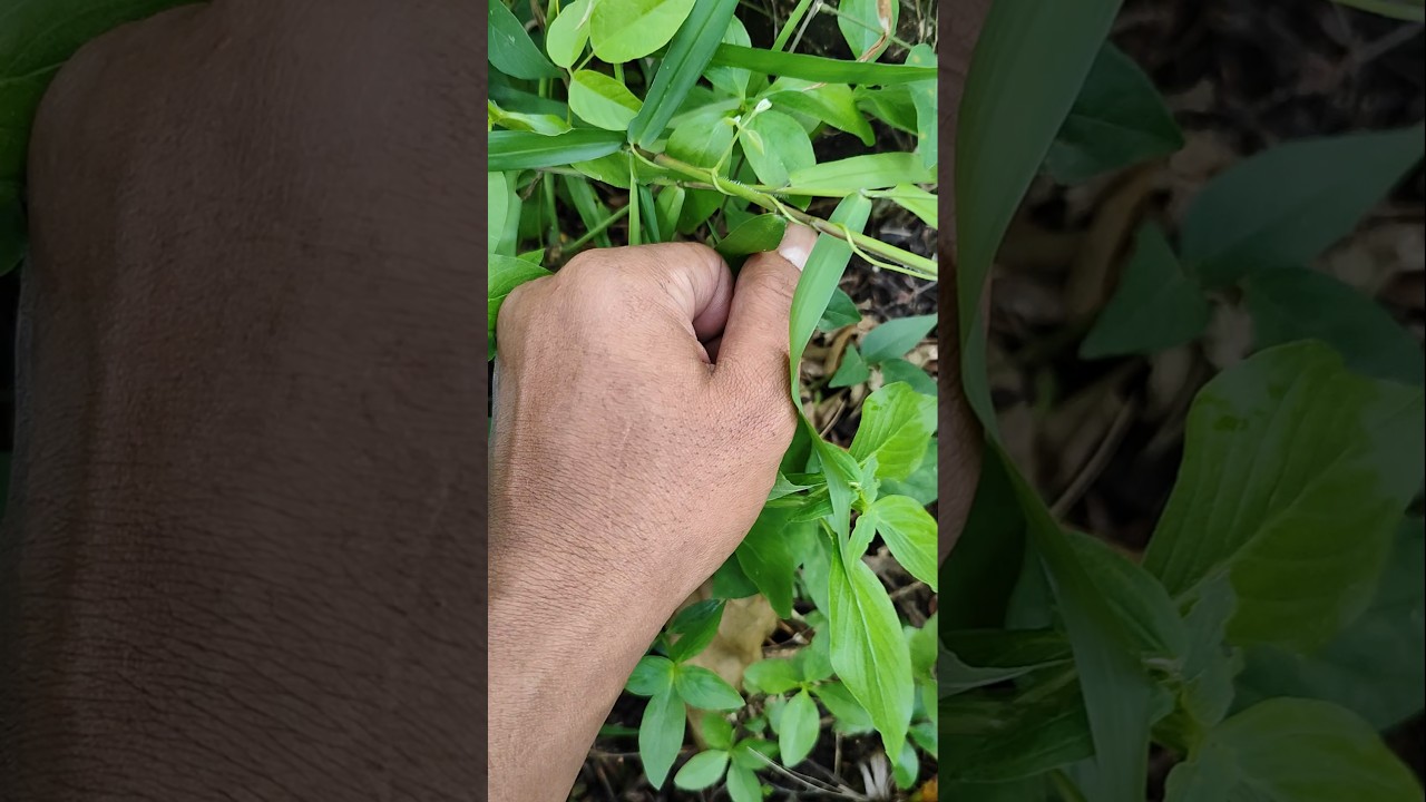 my cute mantis #anyuniqueanimals #beautifulinsects #mantis #acapella